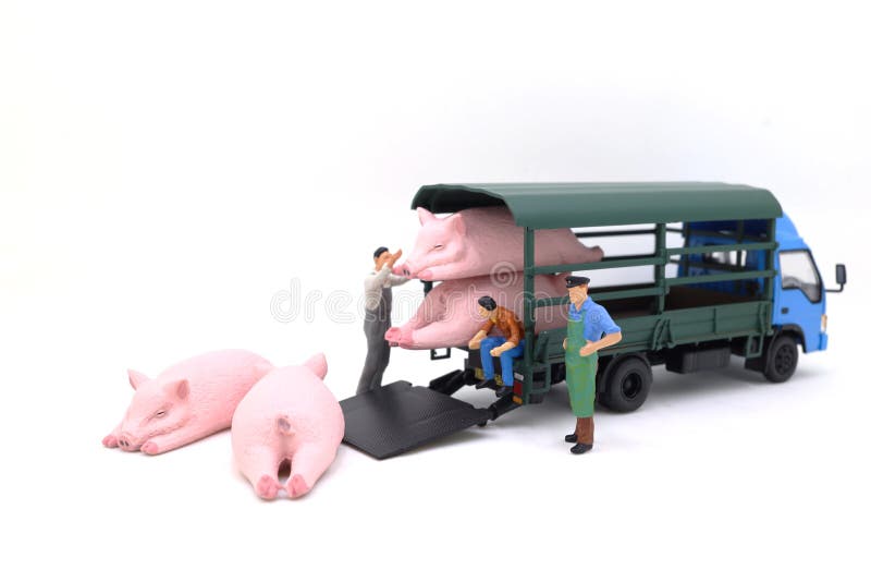 146 Pigs Tractor Stock Photos - Free & Royalty-Free Stock Photos from ...