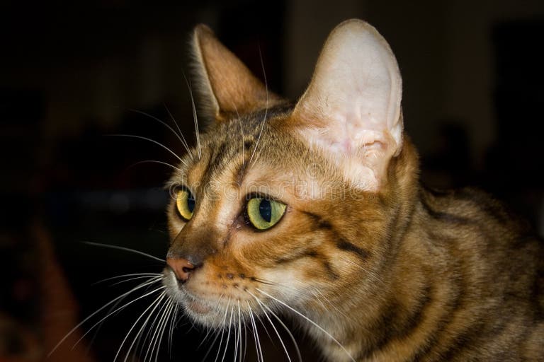 Toyger cat stock photo. Image of toyger, felinology, green - 24417024
