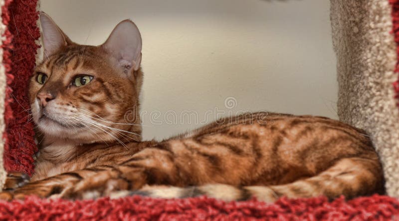 Toyger cat stock photo. Image of pretty, baby, felinology - 64941836