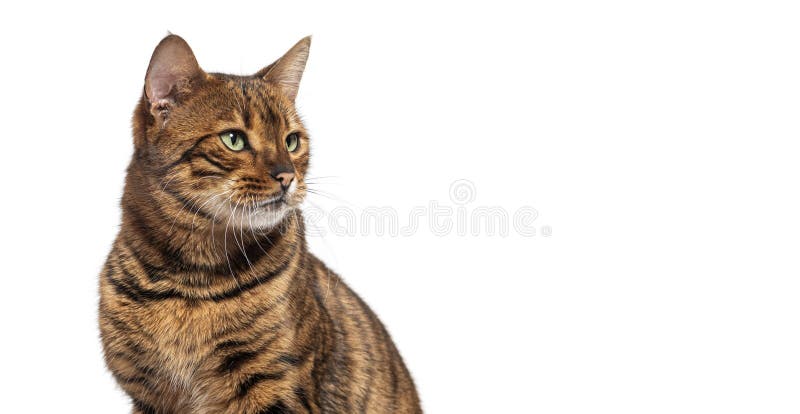 Toyger Cat Looking Away on White Background Stock Photo - Image of ...