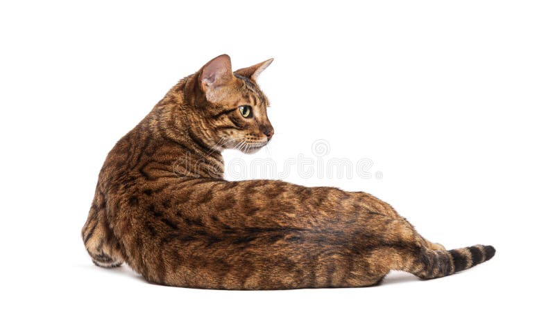 Toyger Cat Lying Down and Looking Backwards on White Background Stock ...