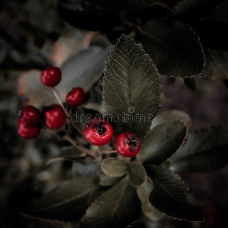 Toyon plant art stock photo. Image of leaf, tree, petal - 230527574