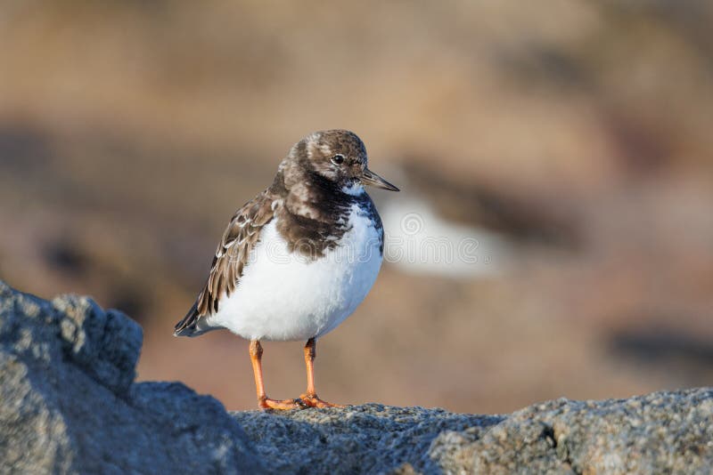 Sea Turtle Dove (Arenaria Interpres). Stock Image - Image of braun ...
