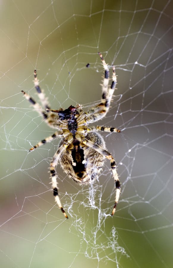 Äggsäck För Trädgårds- Spindel Fotografering för Bildbyråer - Bild av ...