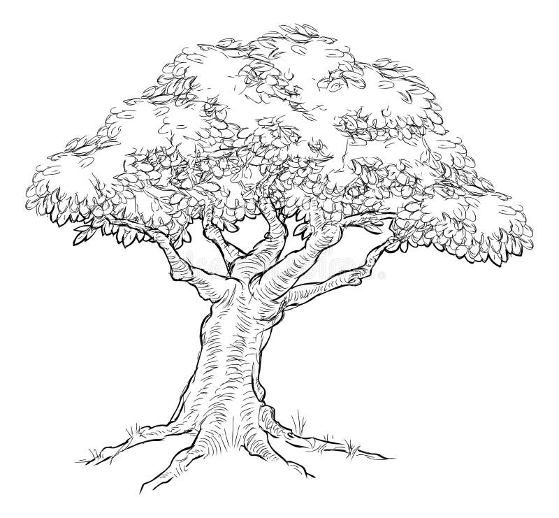 Skissa av ett träd vektor illustrationer. Illustration av kontur - 30517808