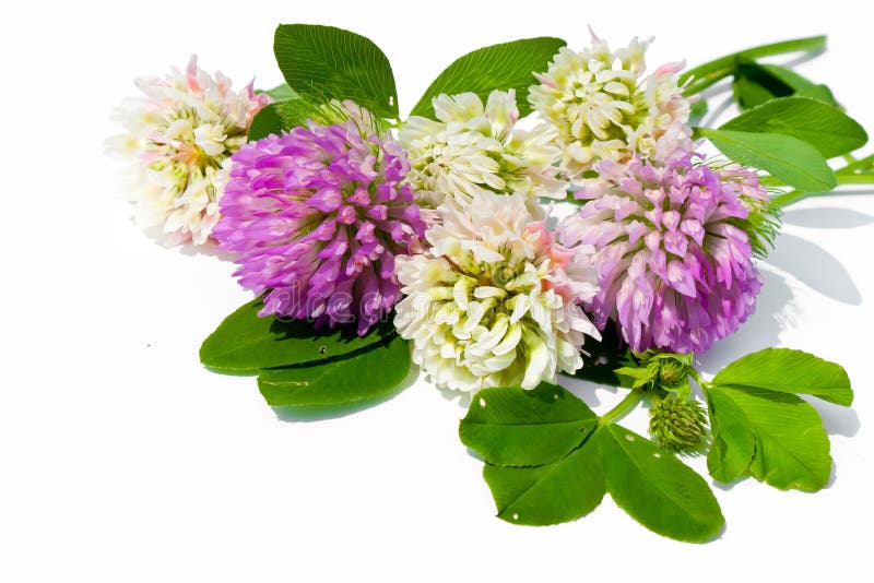 Trèfle Violet (pratense De Trifolium) Image stock - Image du attaché ...