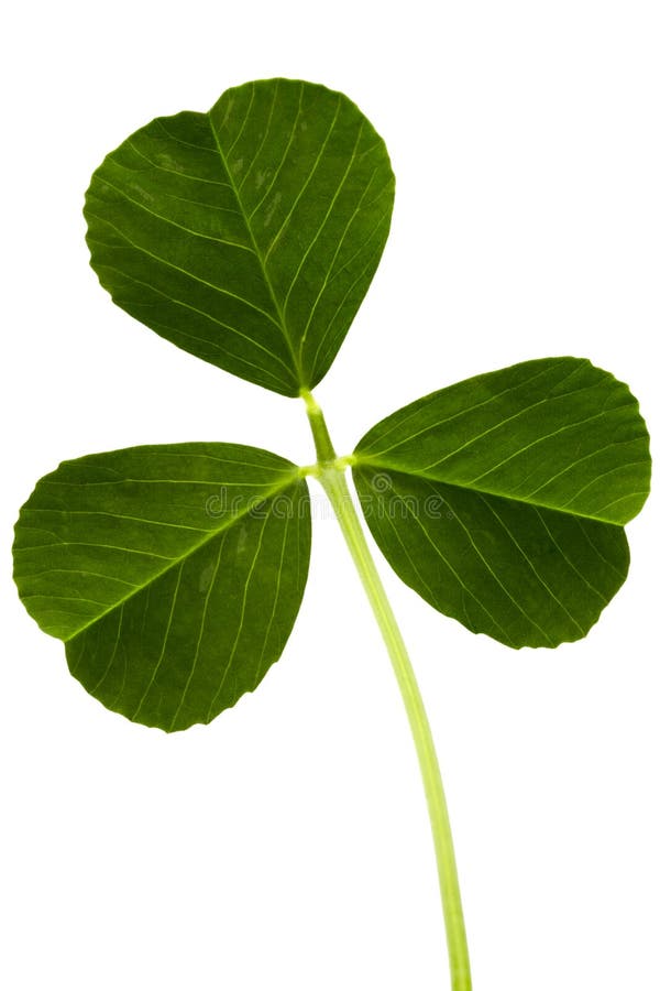 Trèfle photo stock. Image of lame, trèfle, lobes, herbe - 7731312