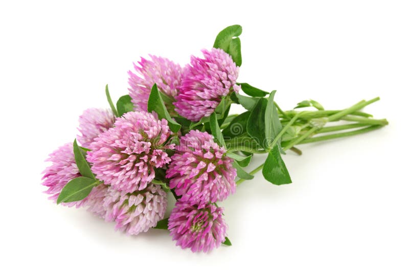 Trèfle Violet (pratense De Trifolium) Image stock - Image du attaché ...