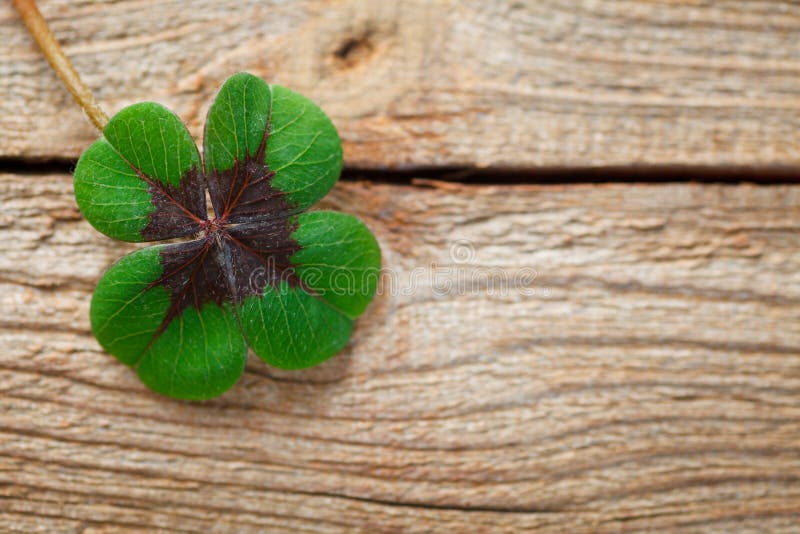 Trèfle chanceux image stock. Image du vert, simple, copie - 27761163