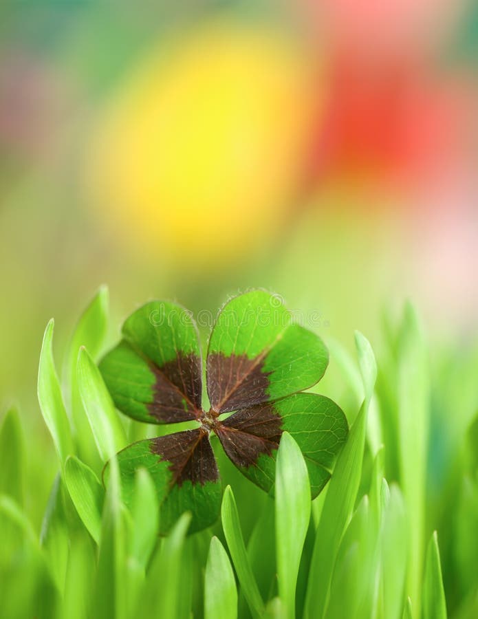 Trèfle Chanceux De Quatre Lames Photo stock - Image du chanceux, quatre ...