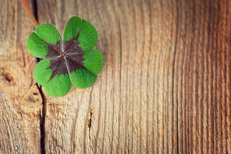 Trèfle chanceux image stock. Image du vert, simple, copie - 27761163