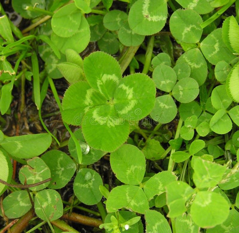 Trèfle Chanceux De Quatre Lames Photo stock - Image du chanceux, quatre ...