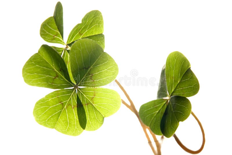 Trèfle Pour La Bonne Chance Image stock - Image du vert, frais: 5165827