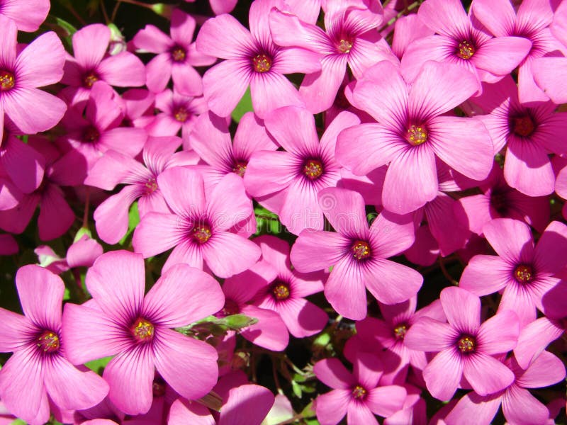 Trèfle rose photo stock. Image of pétale, flore, fleur - 5118132