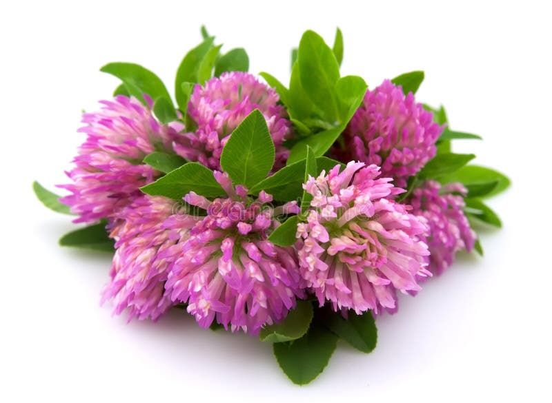 Trèfle violet photo stock. Image du fleur, été, trèfle - 20774072