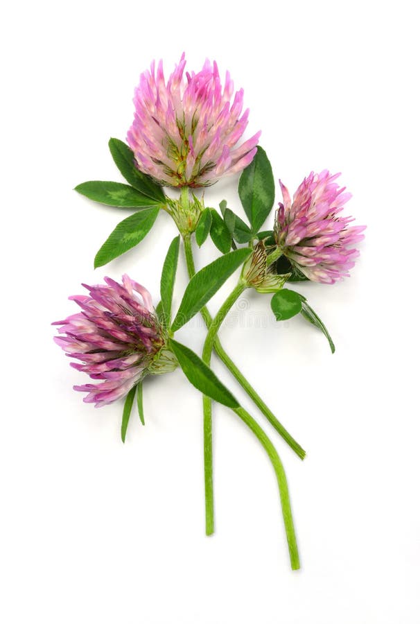 Trèfle violet photo stock. Image du fleur, été, trèfle - 20774072