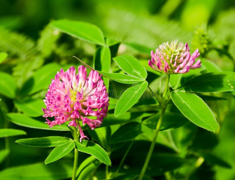 Trèfle violet photo stock. Image du fleur, été, trèfle - 20774072