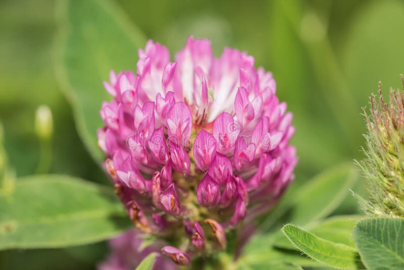 Trèfle Violet De Fleur (rubens De Trifolium) Photo stock - Image du ...