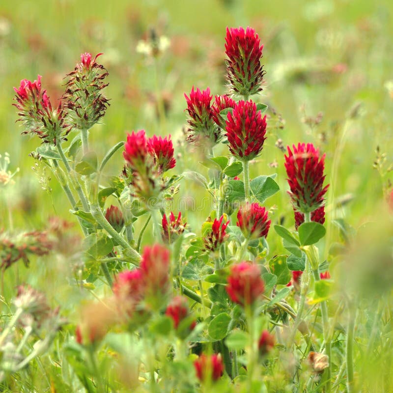 Trèfle violet incarné photo stock. Image du centrale - 57179876
