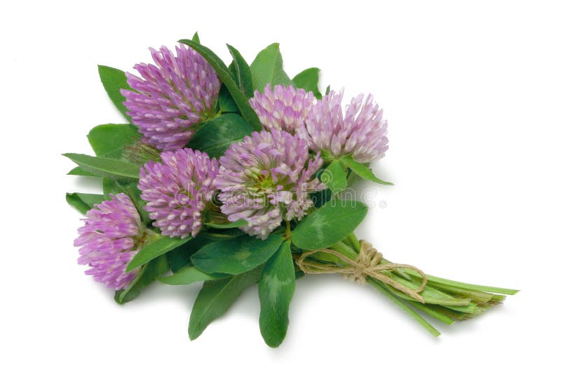 Trèfle Violet (pratense De Trifolium) Photo stock - Image du ...