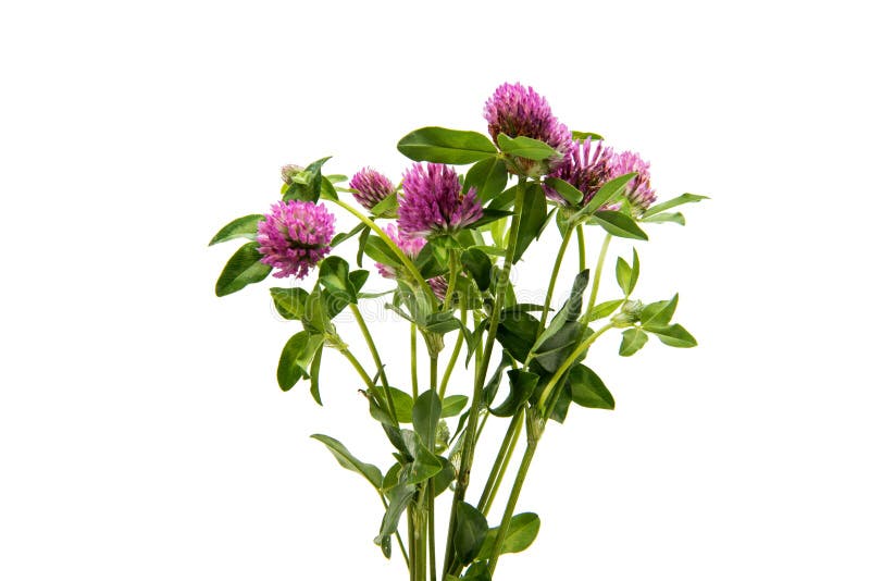 Trèfle Violet (pratense De Trifolium) D'isolement Photo stock - Image ...