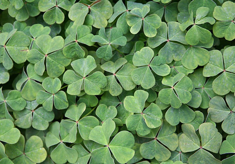Trèfles image stock. Image du jour, extérieur, vert, saint - 774245