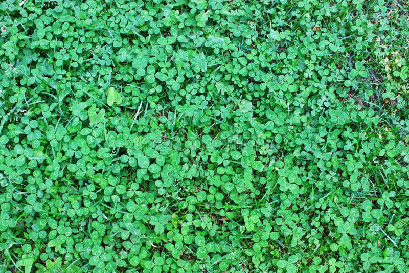 Trébol foto de archivo. Imagen de cultura, elemento, marzo - 29198066