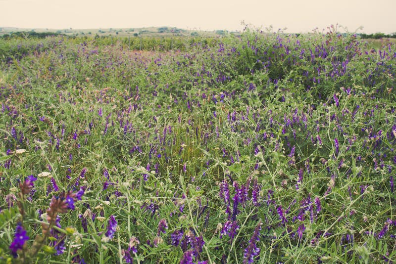 Trébol azul foto de archivo. Imagen de planicie, florecimiento - 72833982