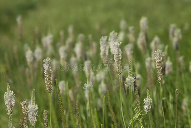 Trébol blanco foto de archivo. Imagen de cubo, dulzura - 43178954