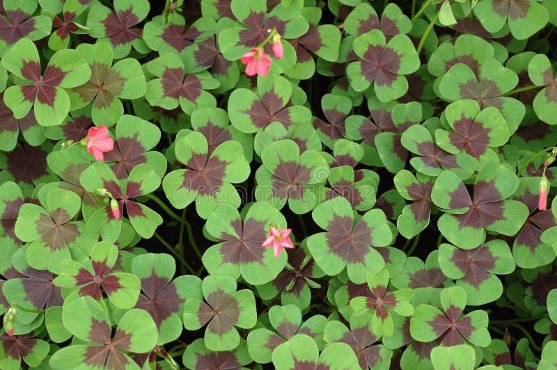 2,476 Campo Del Trébol De Cuatro Hojas Para El Fondo Fotos de stock ...