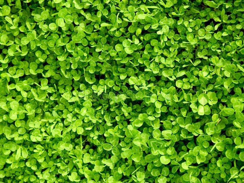 Trébol verde imagen de archivo. Imagen de hierbas, clima - 1036055