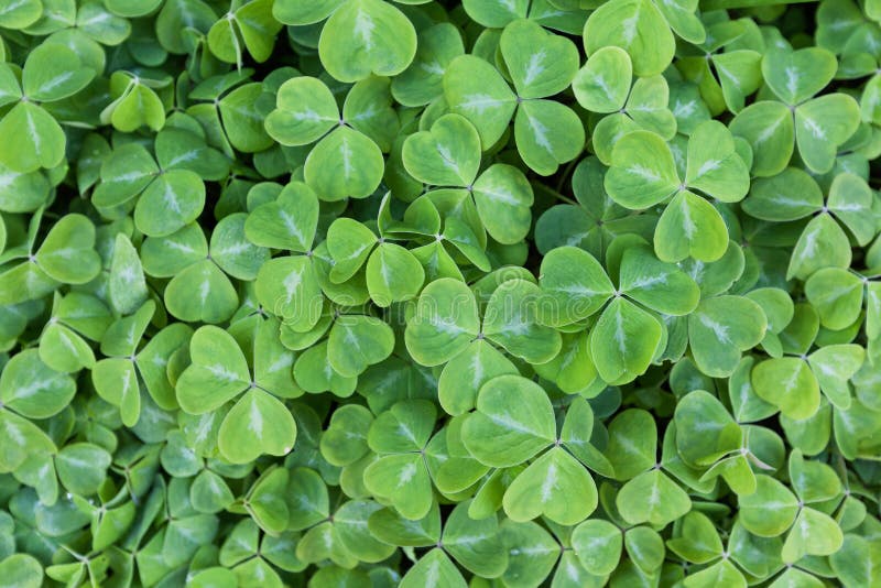 Trébol verde foto de archivo. Imagen de verde, tréboles - 38585502