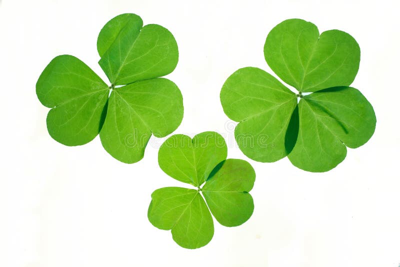 Tréboles aislados. foto de archivo. Imagen de hojas, detalles - 4299968