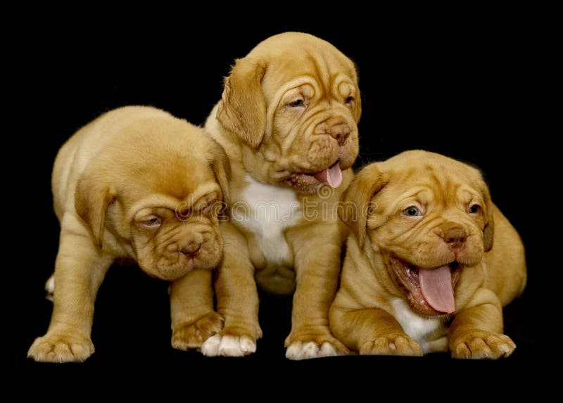 Três filhotes de cachorro imagem de stock. Imagem de filhotes - 7158139