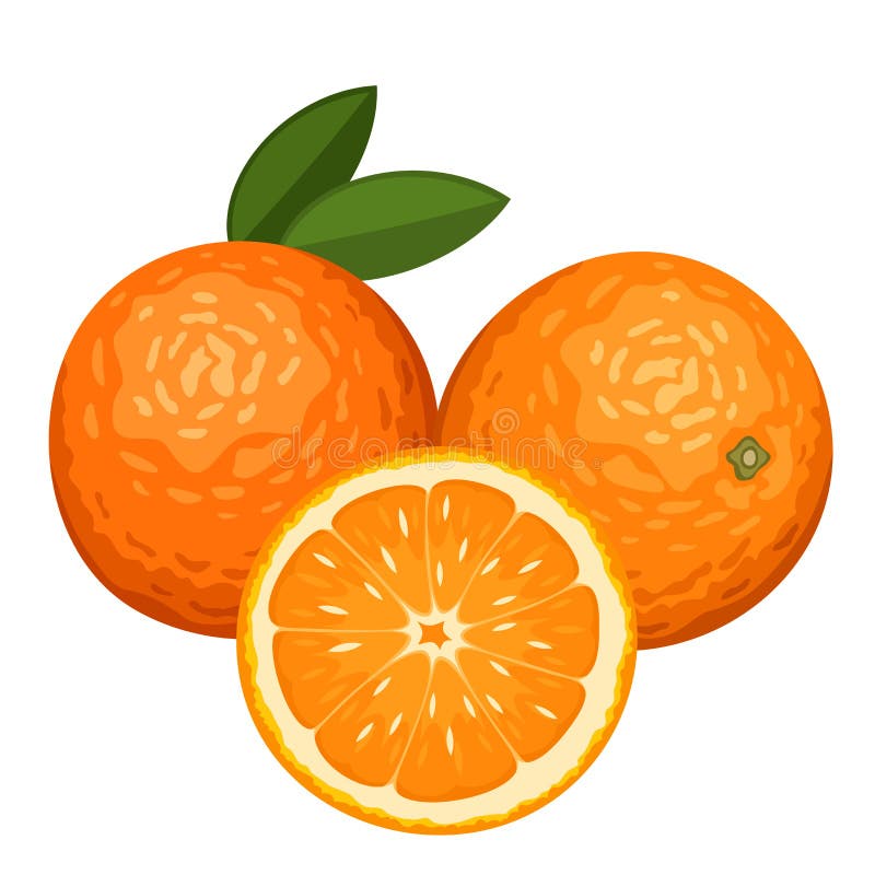 Três Laranjas Isoladas No Branco. Ilustração do Vetor - Ilustração de ...