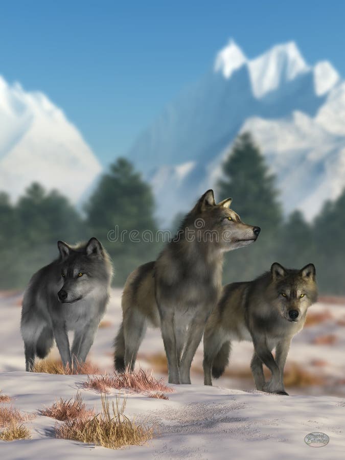 Três Lobos Estrelando ilustração stock. Ilustração de wildlife - 163966717