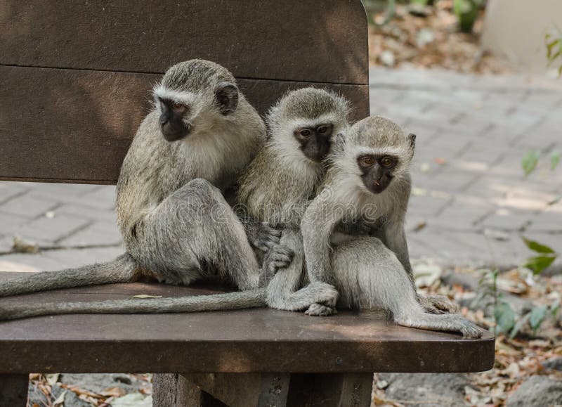 Macacos no savana imagem de stock. Imagem de macaco, lagoa - 18316383