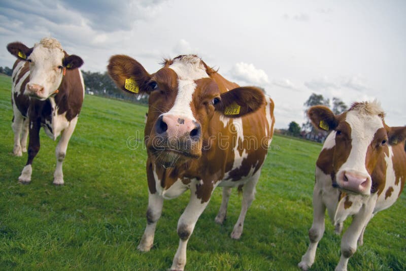 Três vacas imagem de stock. Imagem de holanda, horizonte - 11662219