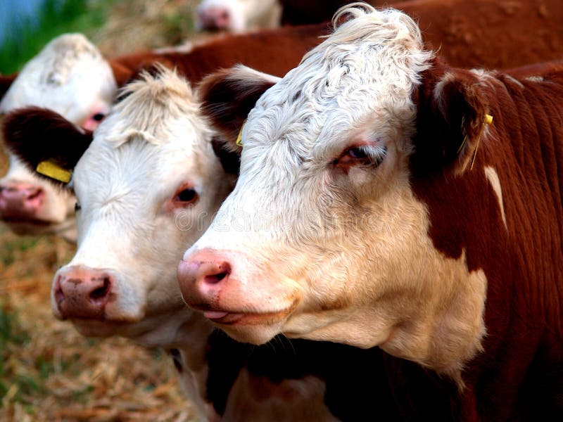Três vacas imagem de stock. Imagem de holanda, horizonte - 11662219