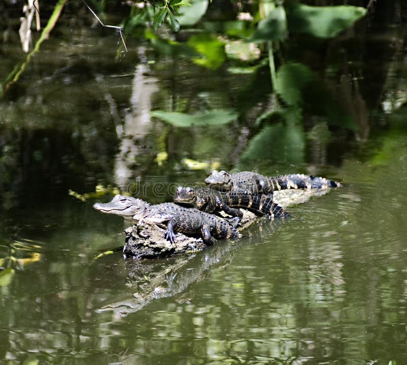 Trío de caimanes imagen de archivo. Imagen de gafas, amenaza - 2028817