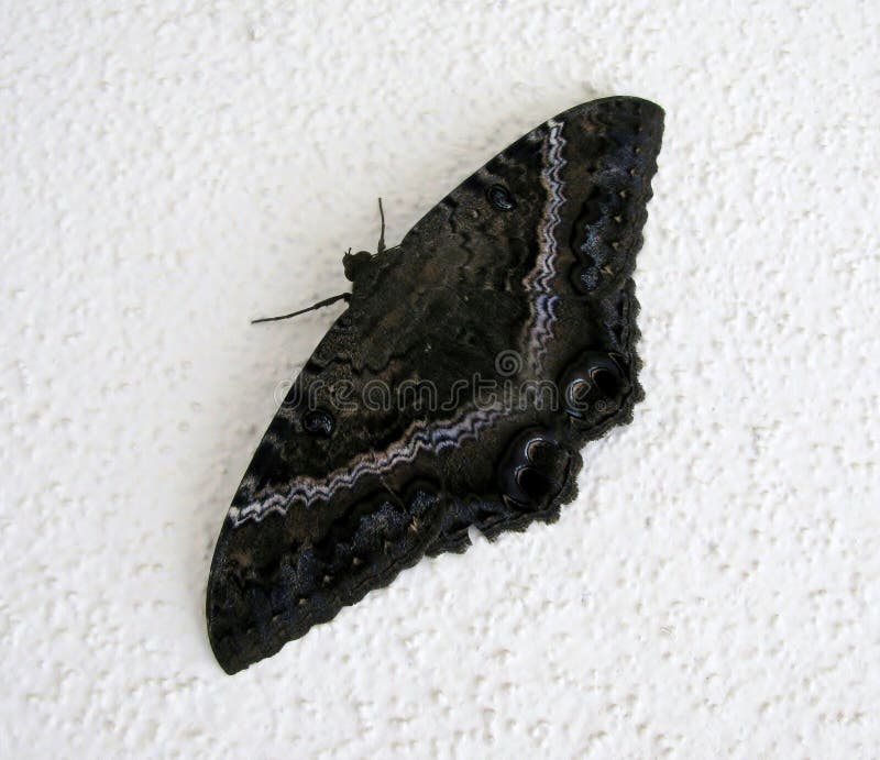 Traça Preta Da Bruxa (odorata De Ascalapha) Foto de Stock - Imagem de ...