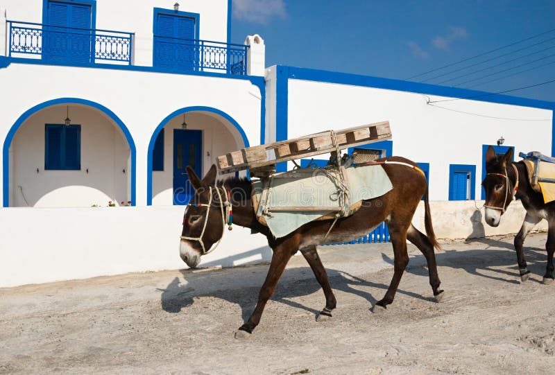 Los burros trabajan imagen de archivo. Imagen de urbano - 11435099