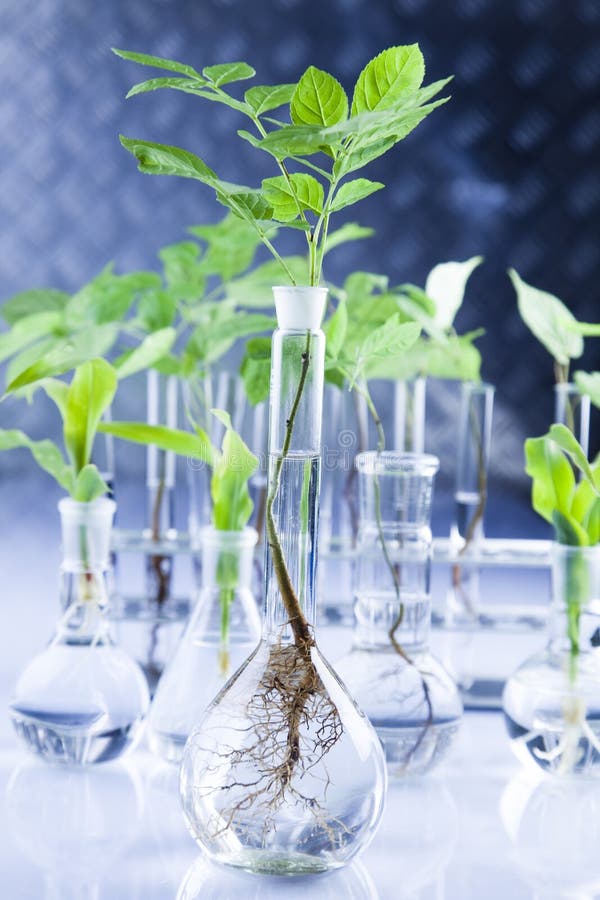 Trabajo En Un Laboratorio Y Plantas Imagen de archivo - Imagen de azul ...