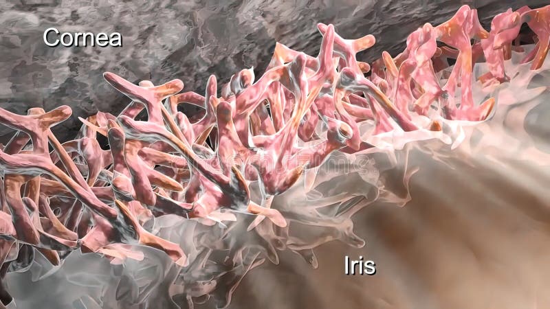 Trabecular Meshwork Stock Illustrations – 17 Trabecular Meshwork Stock ...