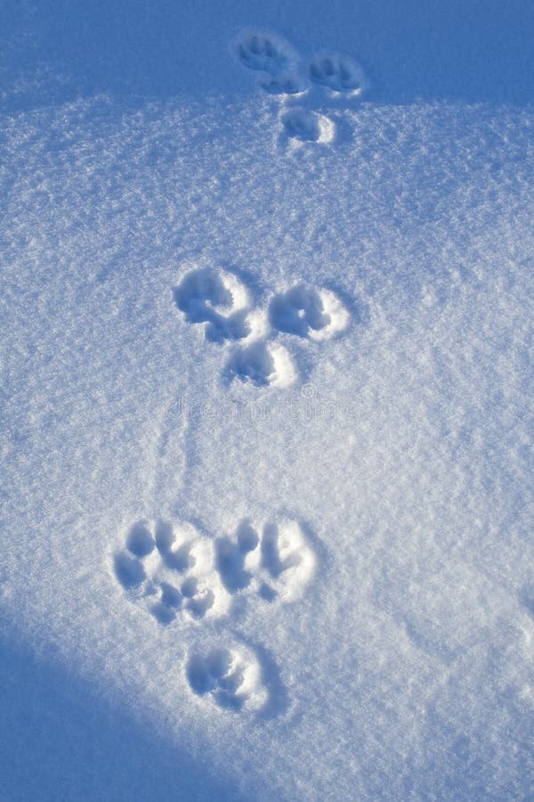 Traccia delle lepri fotografia stock. Immagine di lepri - 18770104