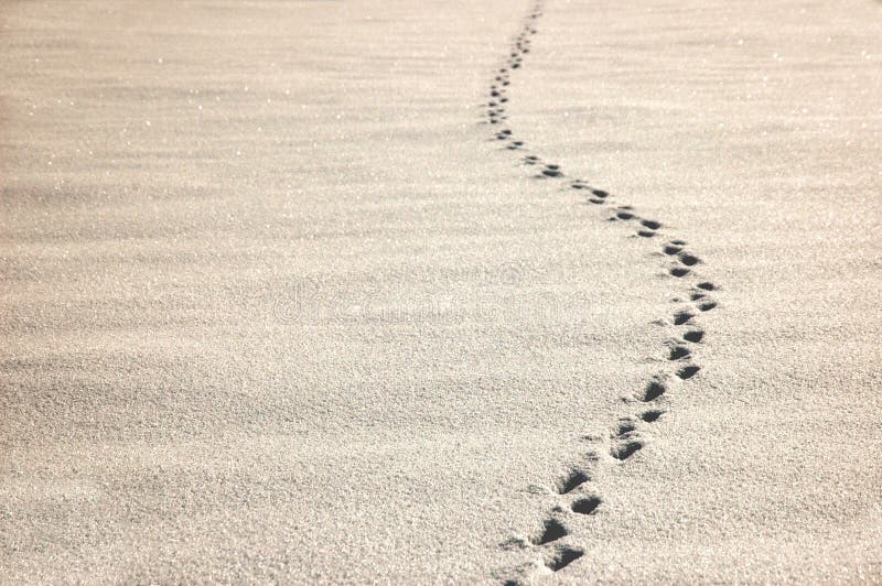 Follow the trace stock photo. Image of summer, seashore - 16659088