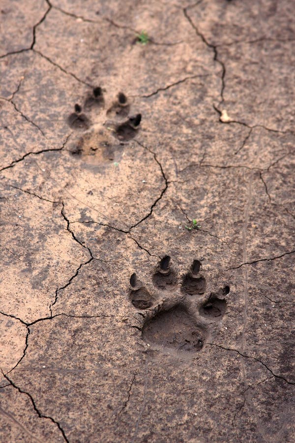 Trace animal on land stock image. Image of broad, landscape - 9066729