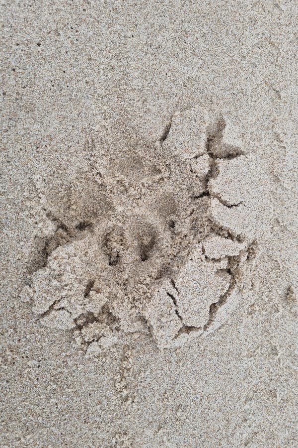 A Trace of Animals on the Sand on the Seashore. Stock Image - Image of ...