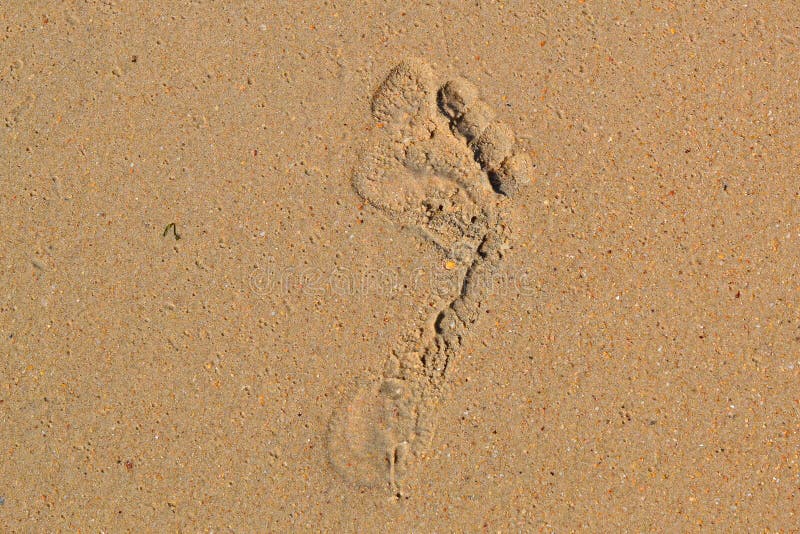 Trace foot from leaves stock image. Image of plant, environmentally ...