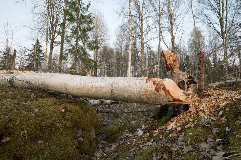 Fallen Birch Tree in Wet Environment Stock Photo - Image of deciduous ...